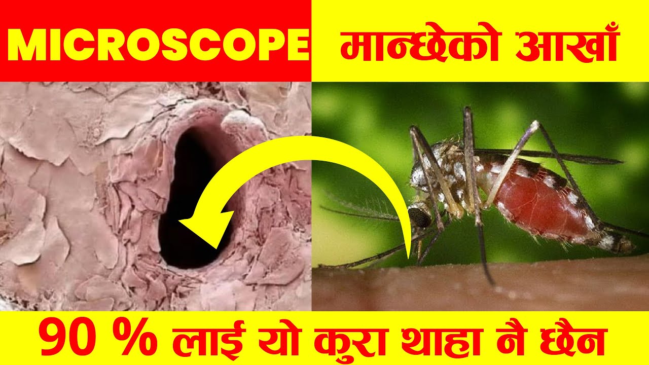 Unlocking Hidden Worlds 15 Things You Can Only See Under a Microscope ...