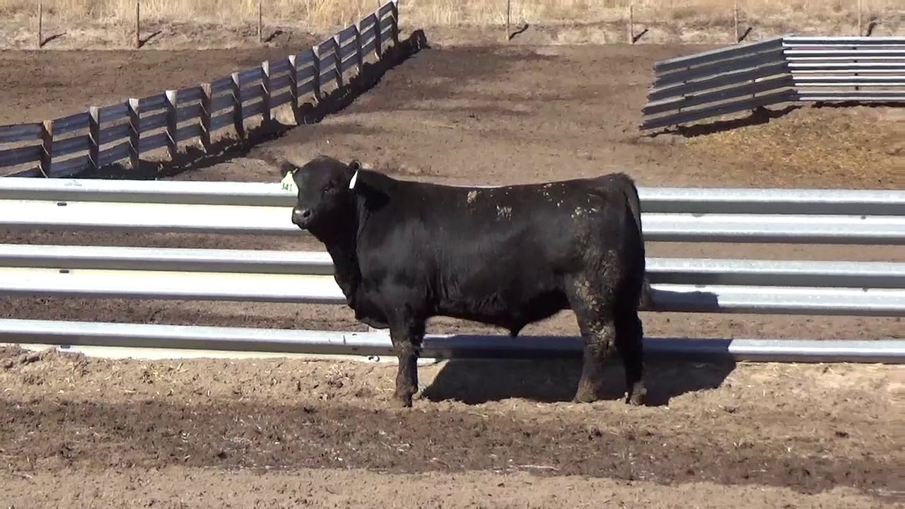 Connealy Angus Ranch Lot 341 - YouTube
