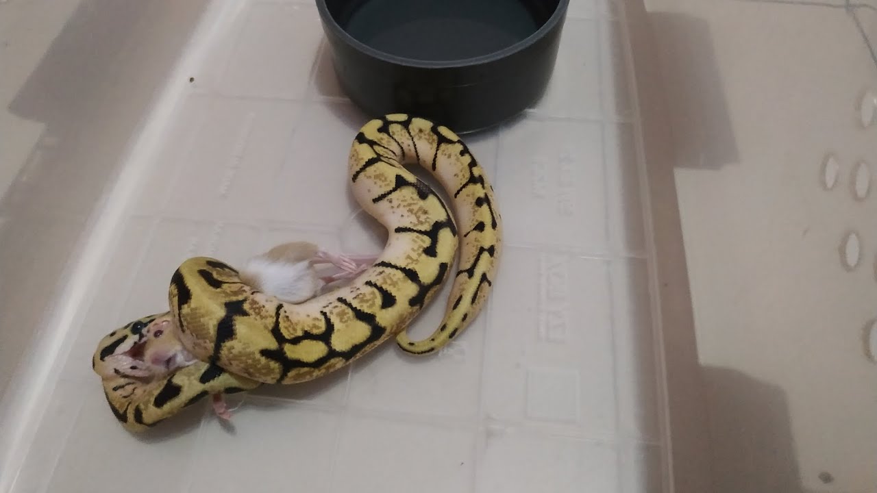 Feeding Baby Ball Python Bumblebee / Memberi Makan Anakan Ular Piton Bola Spider Pastel - YouTube