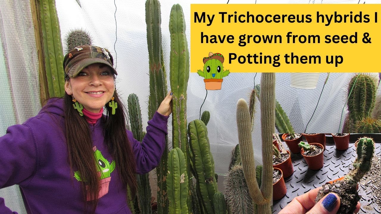 My Trichocereus Cactus hybrids I have grown from Seed & Potting them up ...