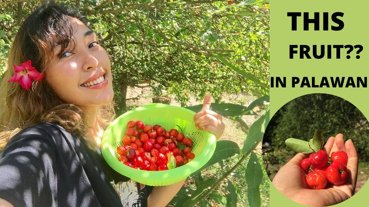 Barbados cherry in Palawan Philippines-how does it taste😀 - YouTube