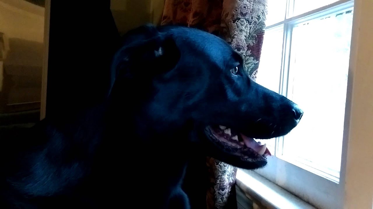 Dog Laughs Like A Person Weird YouTube dog-laughs-like-a-person-weird-youtube