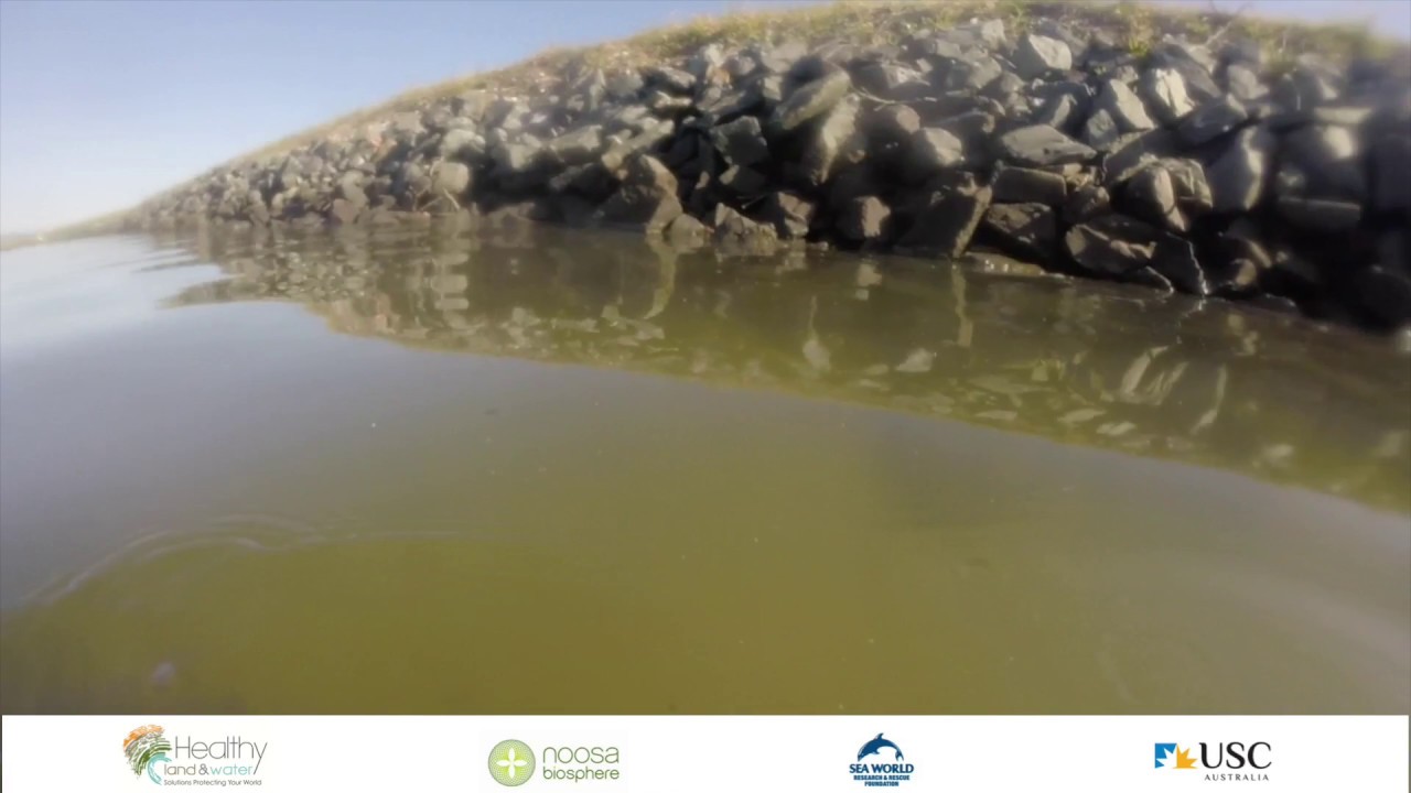 Pimpama River Fish Habitats - YouTube