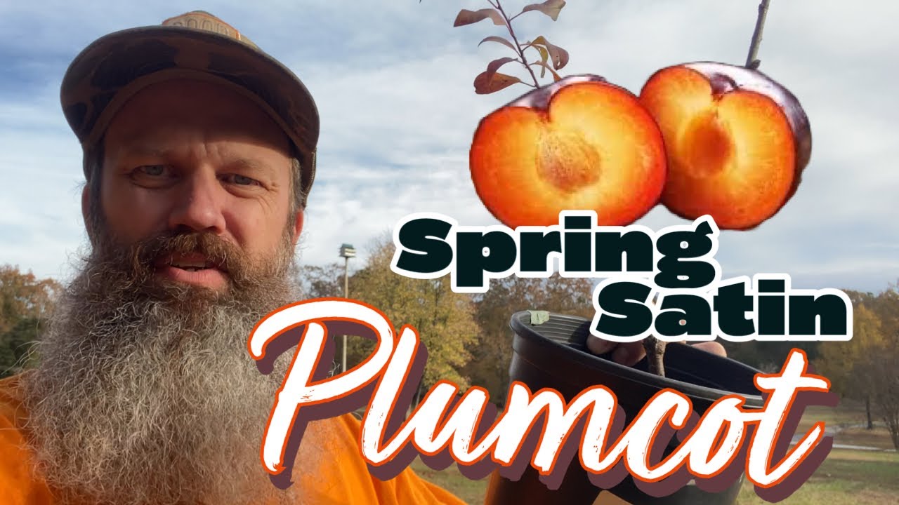 Planting Spring Satin Plumcot in Zone 8 - EP 191 - YouTube