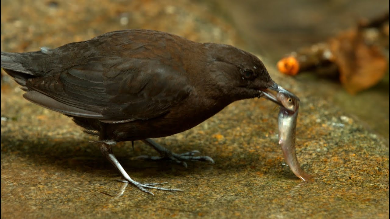 a bird that throws fish on the floor /물고기를 바닥에 내동댕이치는 새 - YouTube