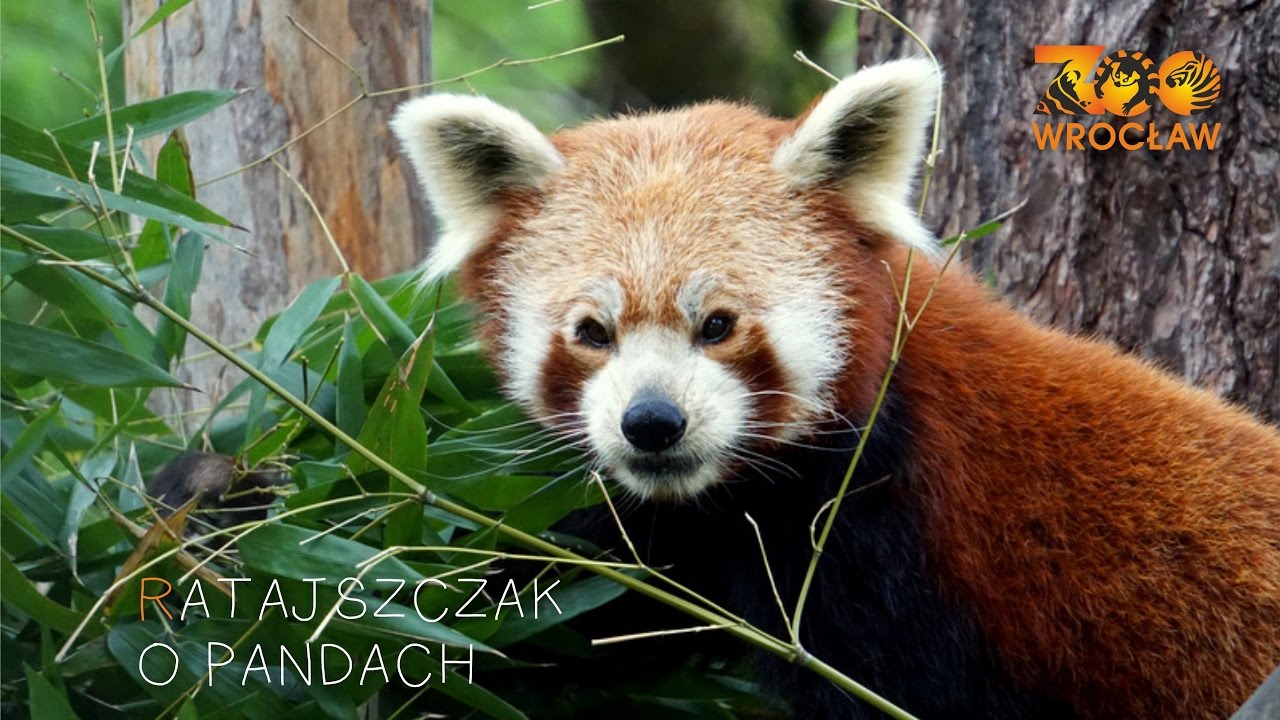 Odcinek 25 "Panda pandzie nierówna" - YouTube