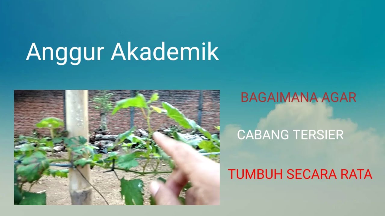Anggur Akademik Part2 Cara Meratakan Cabang Tersier Youtube