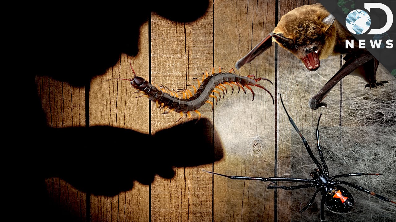 The Most Horrifying Creepy Crawlies That Come Out At Night - YouTube