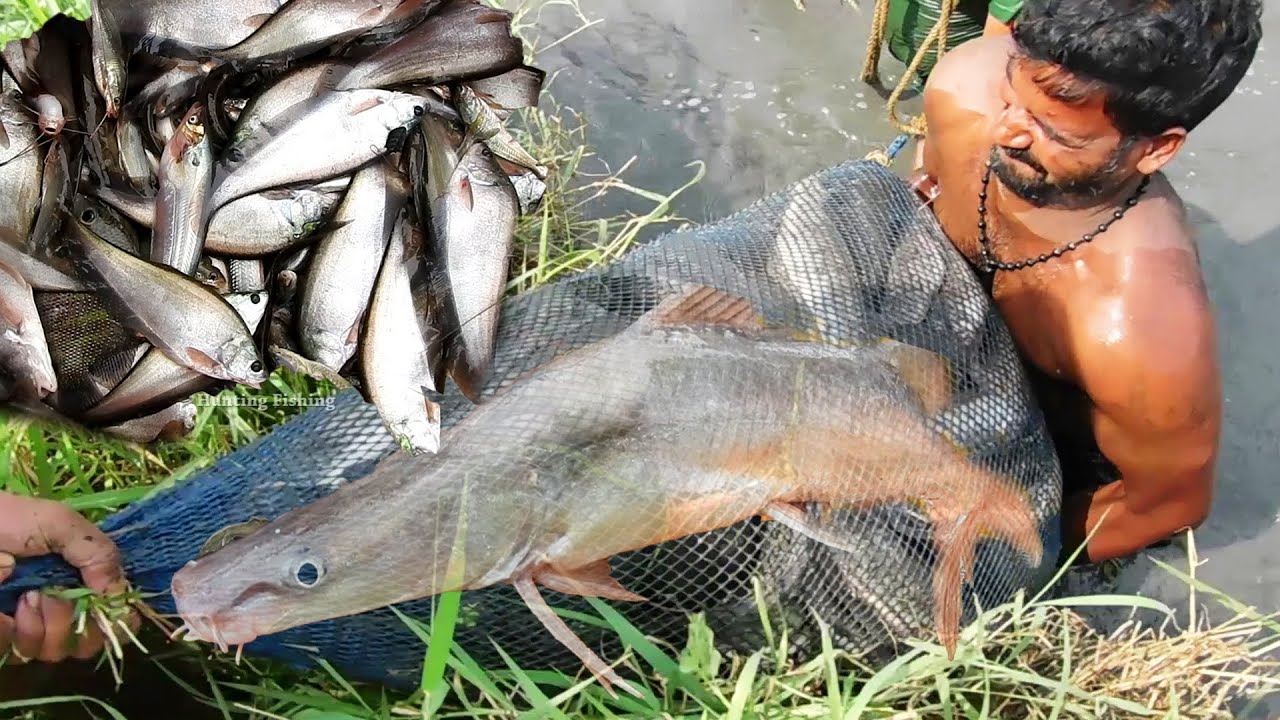 MACHLI WALA - Huge 100 kg's Catfish Catching - Summer fisherman hunt ...