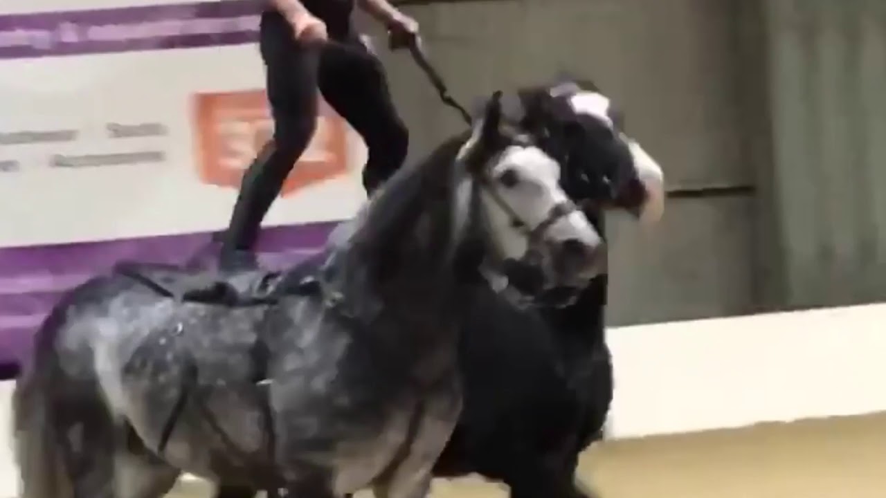 YOUR HORSE LIVE | BEN ATKINSON 2018 VS 2019 - YouTube