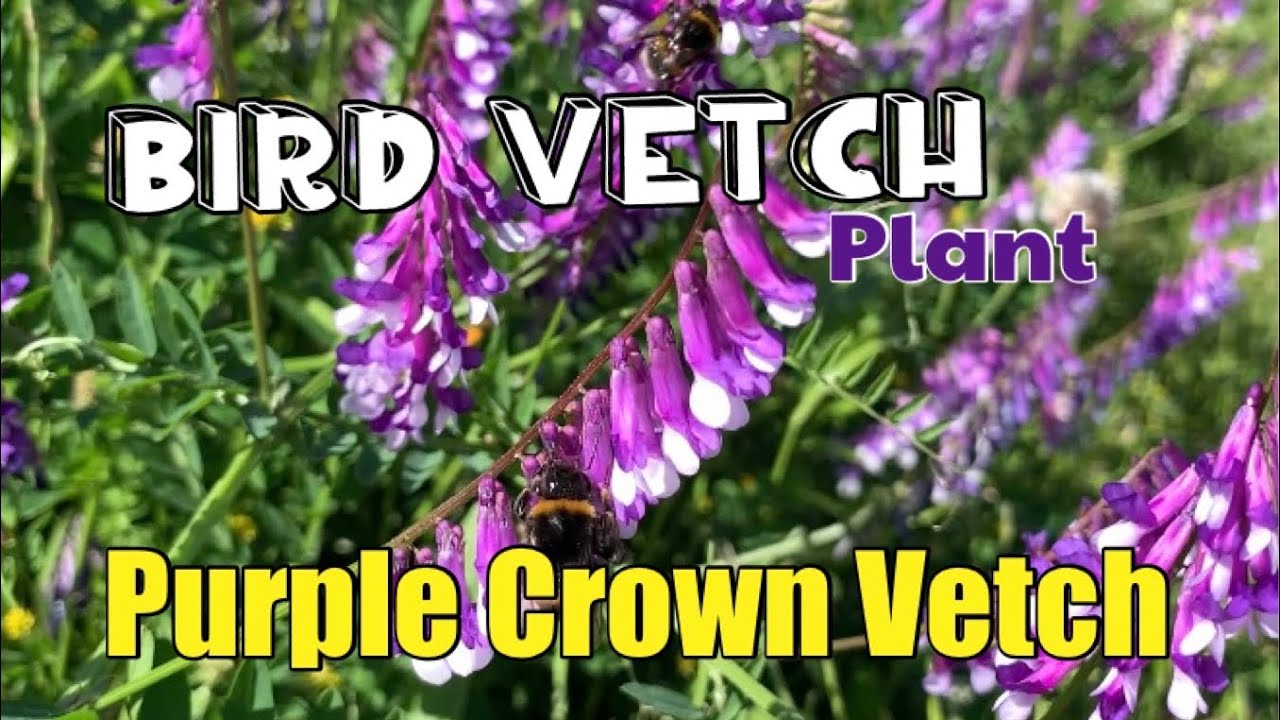 Bird Vetch or Purple crown vetch plant - YouTube