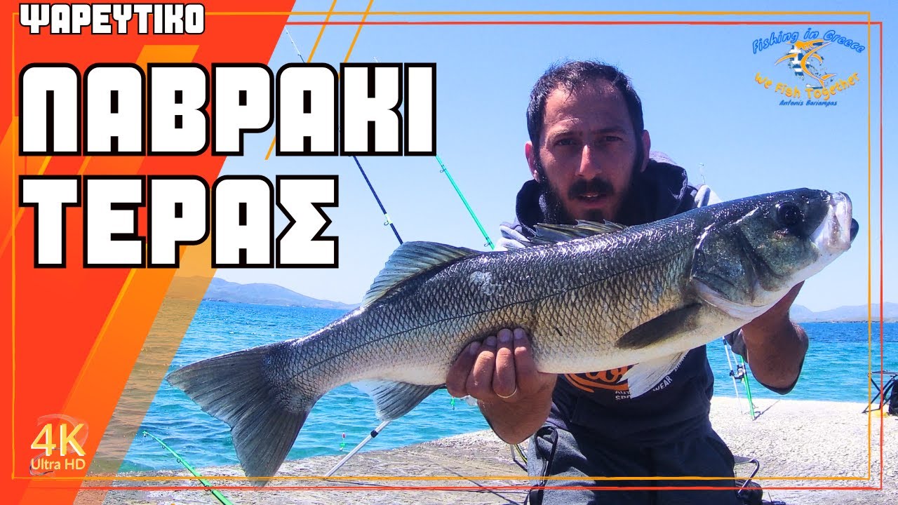 Με τι δόλωμα πιάσαμε αυτό το τεράστιο λαβράκι; - YouTube