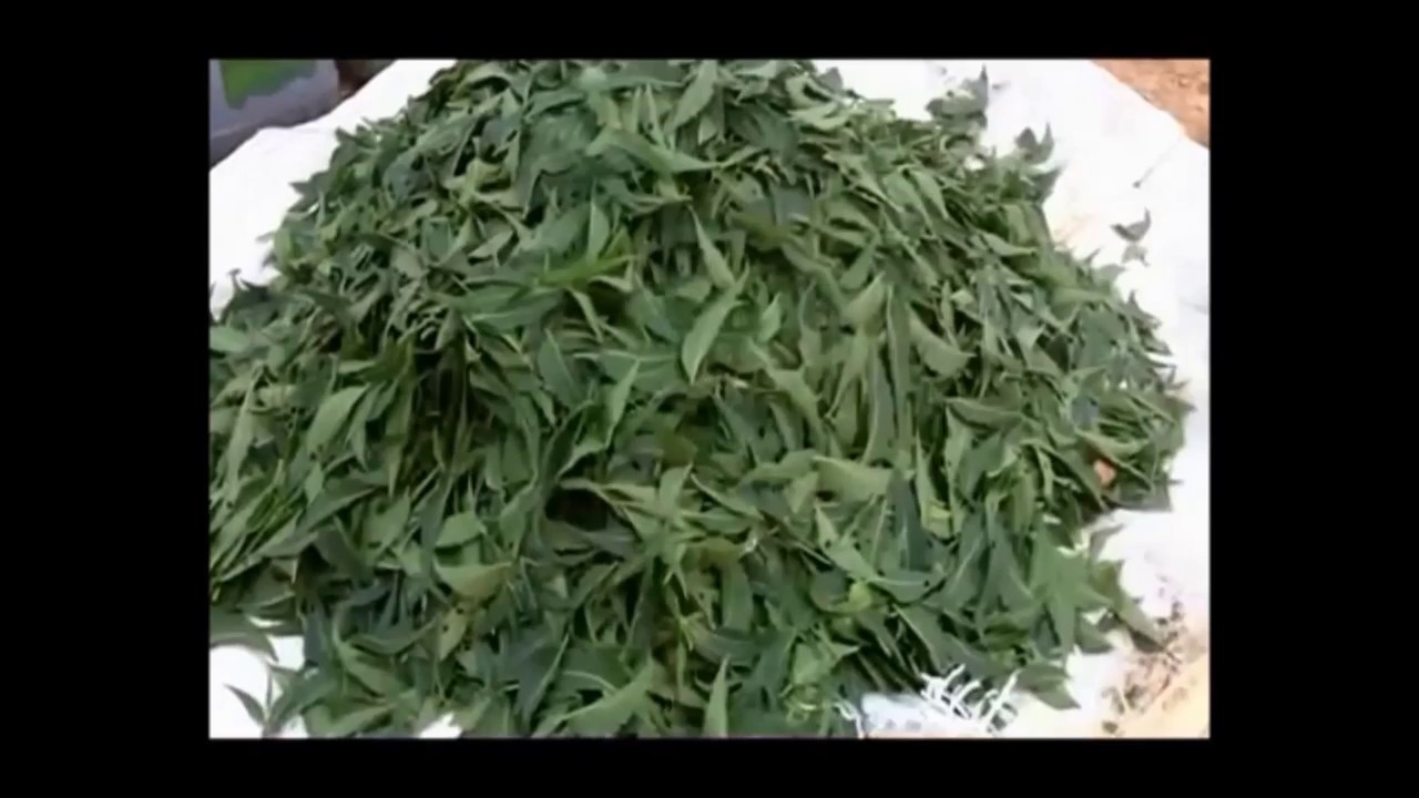 ZBNF Neemastra Preparation Kannada - YouTube