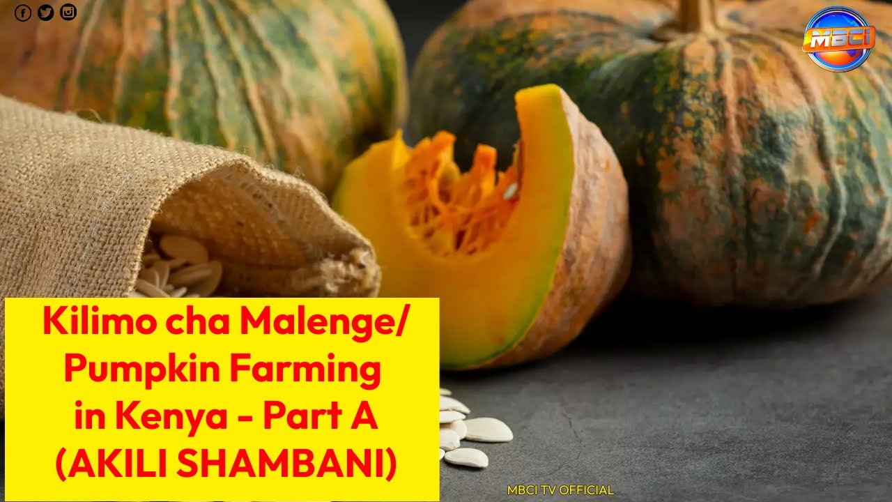 Kilimo cha Malenge/ Pumpkin Farming in Kenya Part A || AKILI SHAMBANI ...