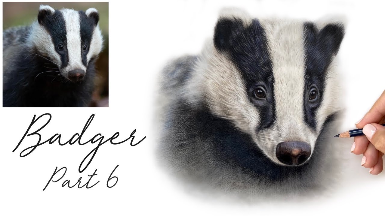 Part 6 - How to Draw a Realistic Badger with Coloured Pencils on ...