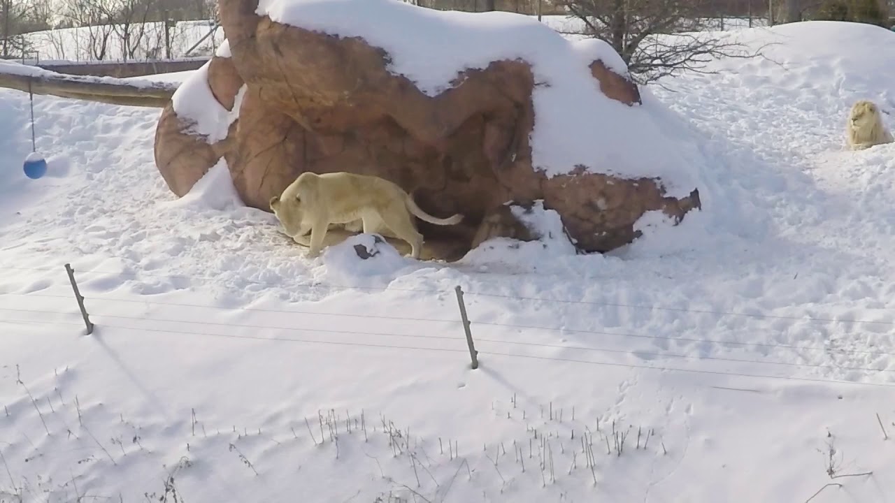 Lionesses Walking (Slow Motion Animation Reference) - YouTube