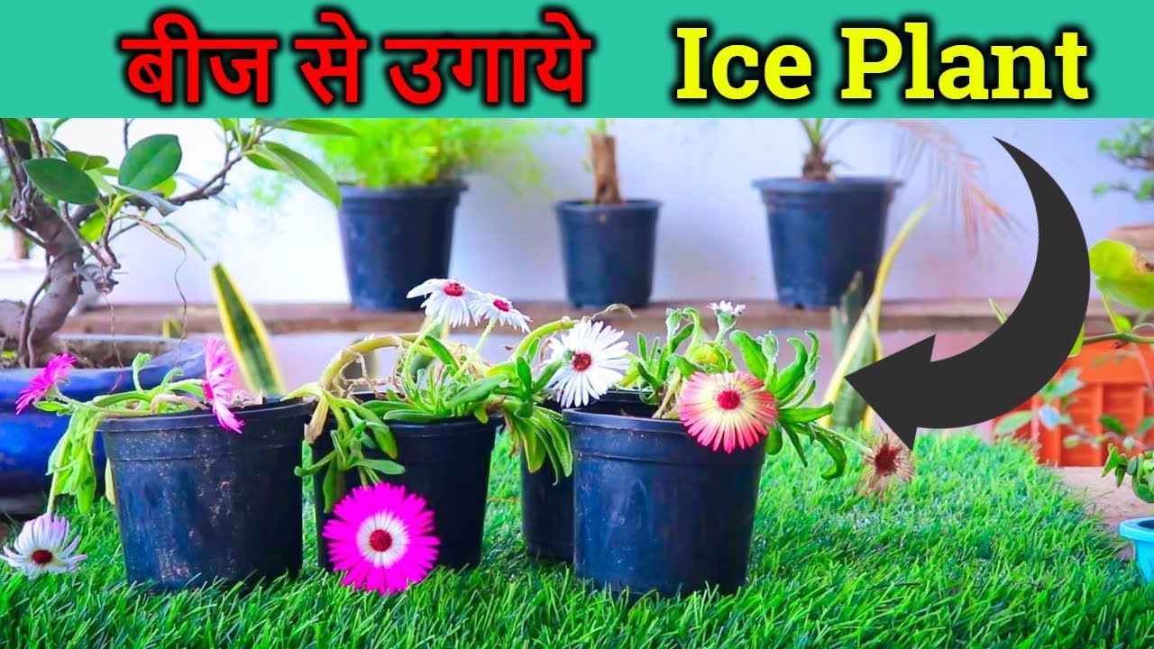 How to Grow Ice Plant From Seeds। । बीज लगाने से फूल आने तक का वीडियो ...