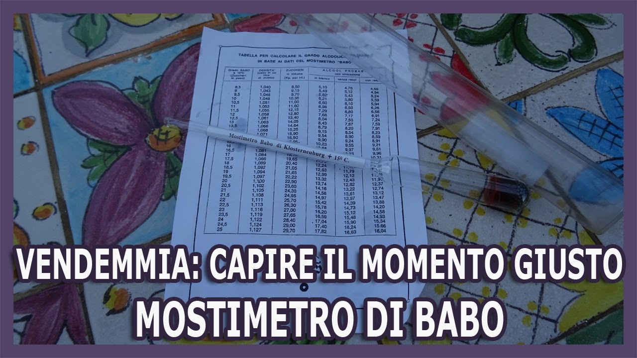 VENDEMMIA PERFETTA: COME USARE IL MOSTIMETRO DI BABO PER CAPIRE IL ...