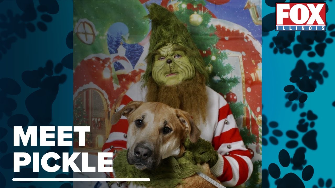 Pet of the Week: Meet Pickle - YouTube