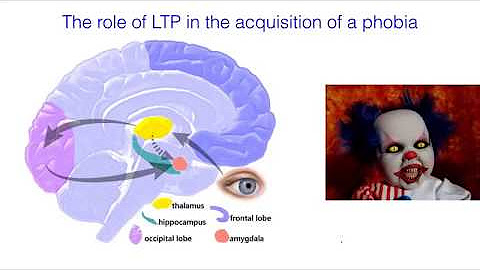 AOS 2 Unit 4 VCE Psychology 2023-2027 - YouTube