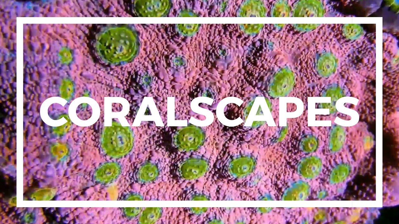 Coralscapes at Elite Reef | leather coral, star polyps, frogspawn, blastomussa, hammer coral ...