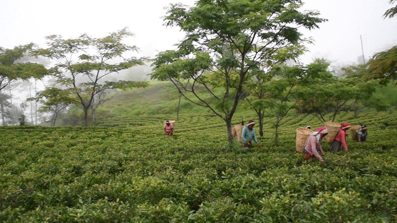 Jun Chiyabari - in the garden / Hand plucking - video 3 - YouTube