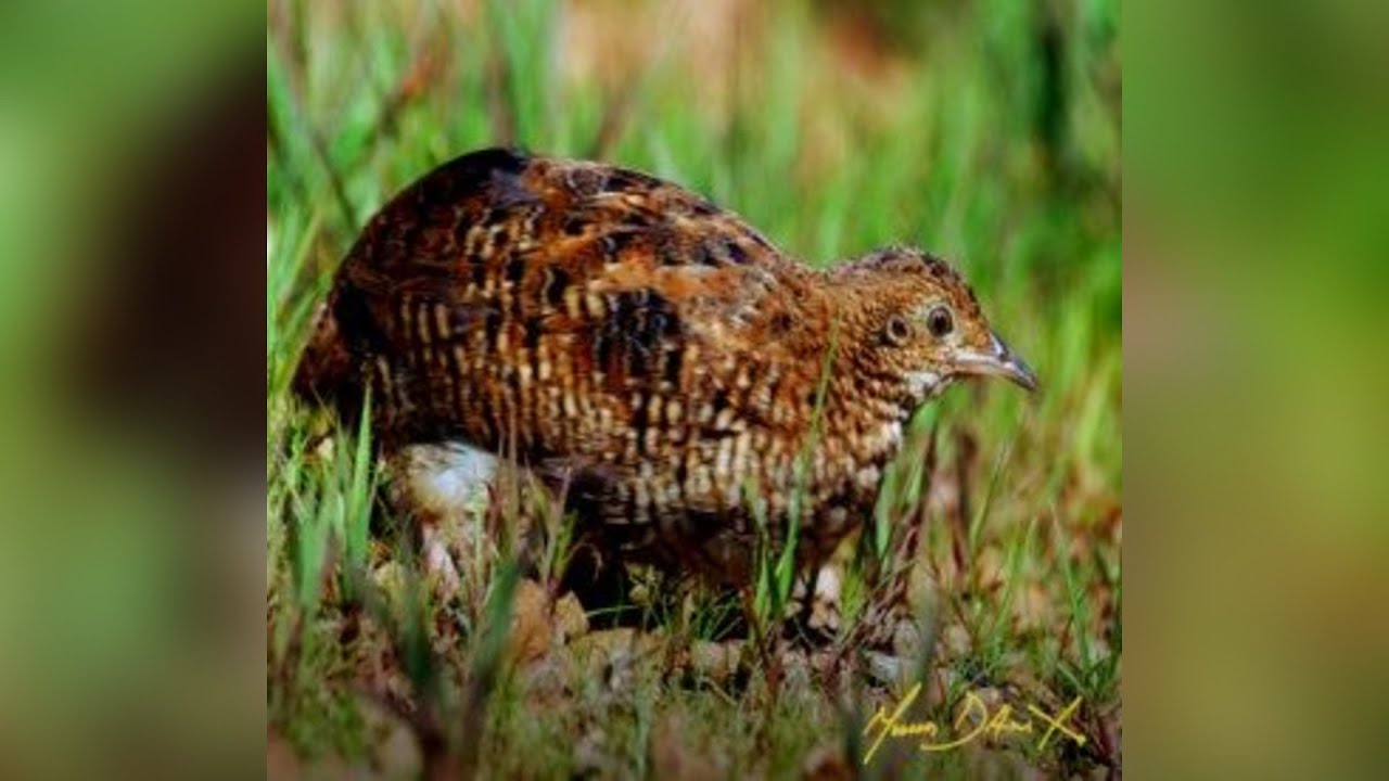 Taoniscus nanus - YouTube