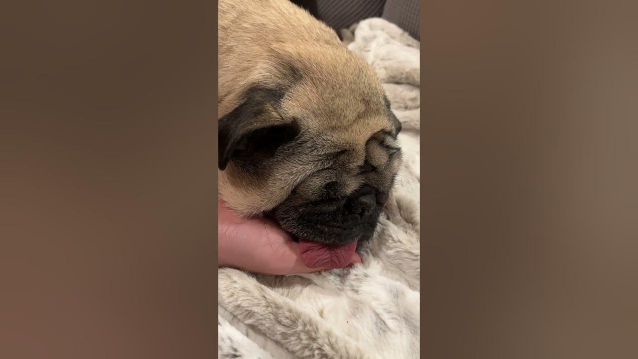 Pug pug pug hands #pugsandor - YouTube