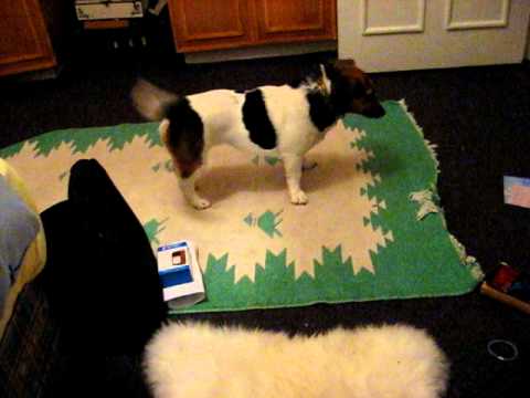 chasing my own tail.AVI - YouTube