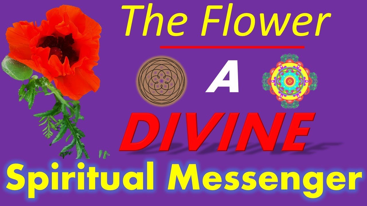 The Flower - A Divine Spiritual Messenger (aka Messiah) - YouTube