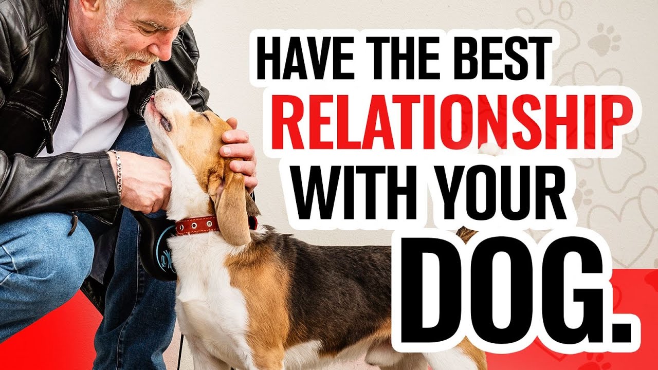 Welcome to Sit Means Sit Dog Training in Maryland and Delaware - YouTube