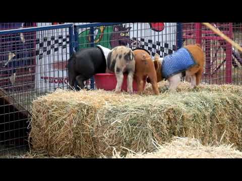 Piglet Racing - YouTube