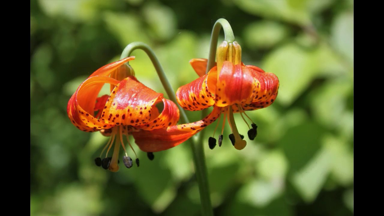 The Wild Lilies of the Mountains - YouTube