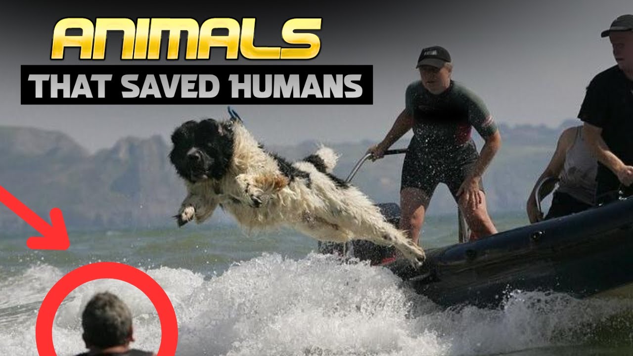 12 Incredible Animals That Saved Human Lives – Amazing Rescue Stories ...