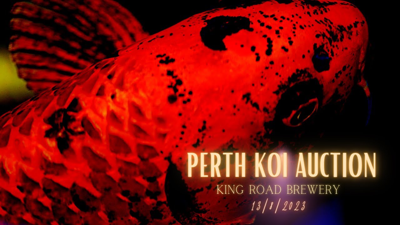 KOI AUCTION HIGHLIGHTS - KOI SOCIETY OF W.A - KING ROAD BREWERY- 13/08/2023 - YouTube