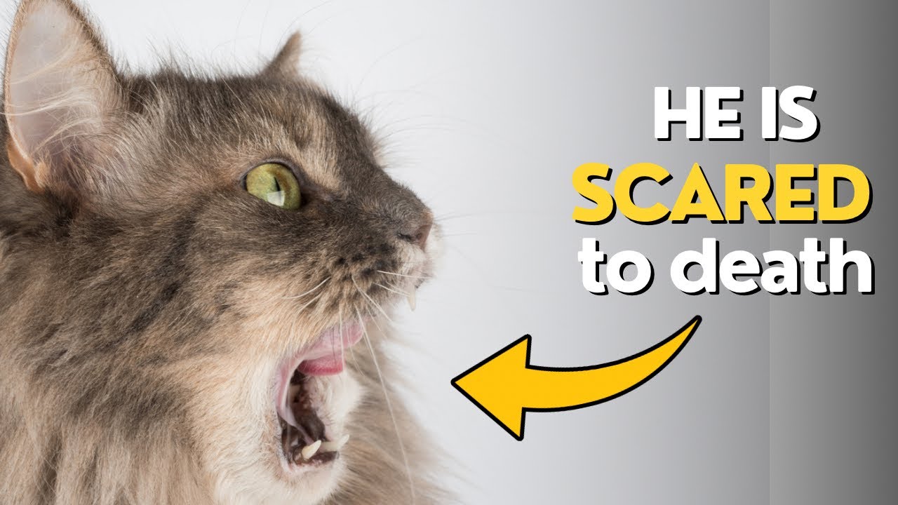 7 Clear Signs Your Cat is Terrified (And How to Help Them Feel Safe ...