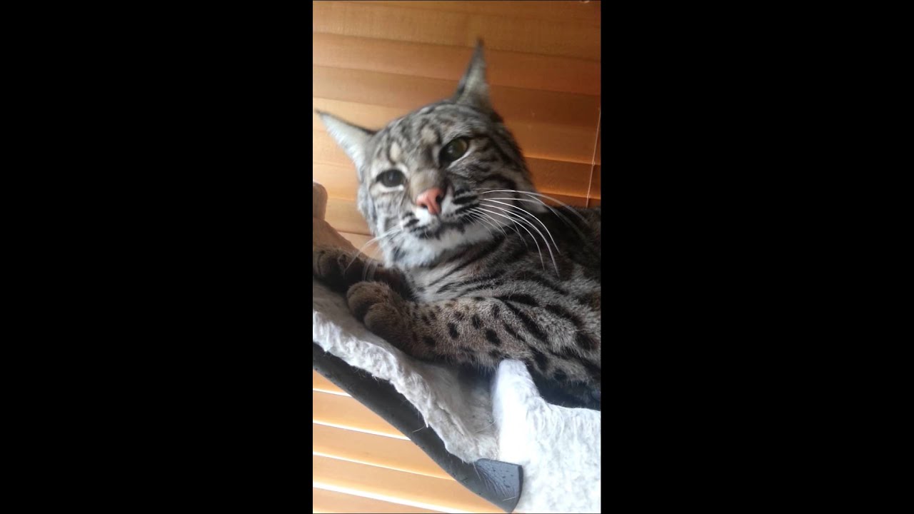 Angry Bobcat - YouTube