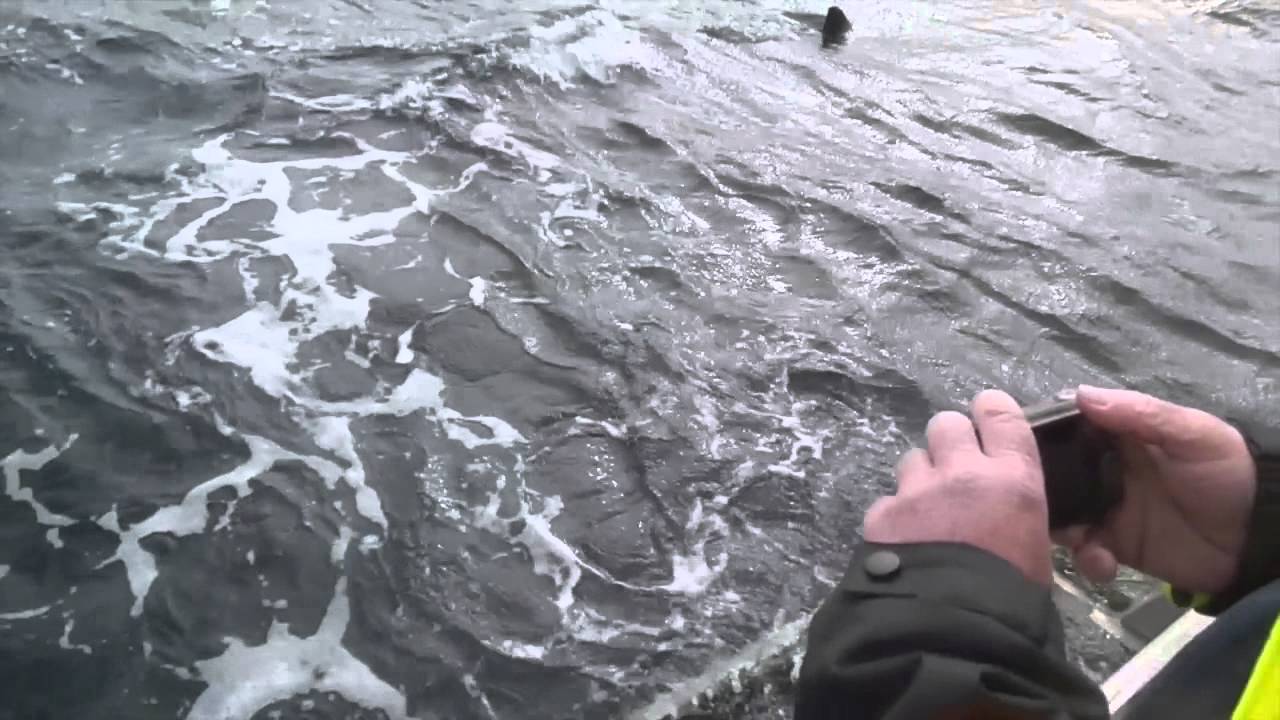 3 Orcas and 1 Seal, Howe Sound BC, April 24, 2014 - YouTube