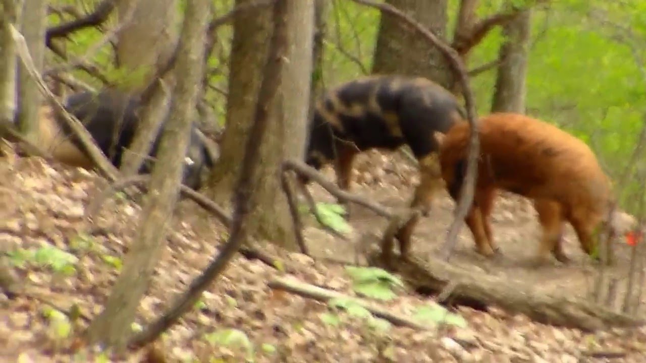 pig hunting in ohio - YouTube