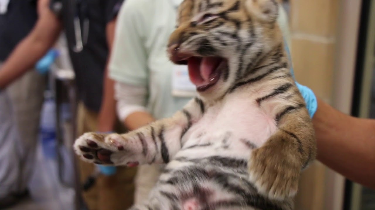 Sumatran Tiger Cubs Neonatal Exam - YouTube