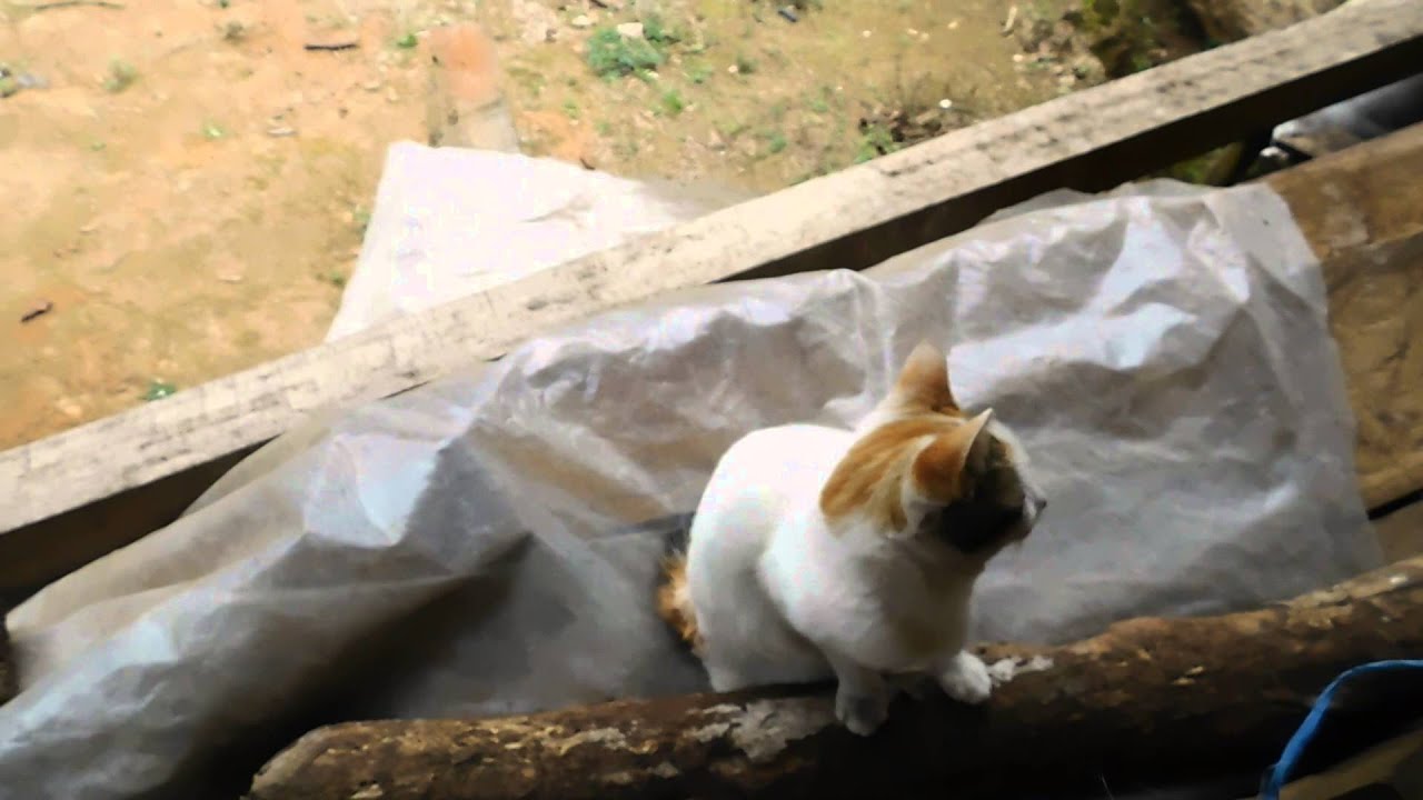 I Tought I Saw a Puddy Cat! - YouTube