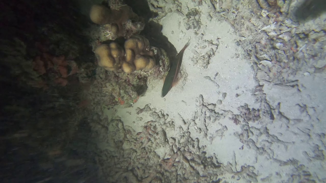 Fiji: night dive, puffer - YouTube