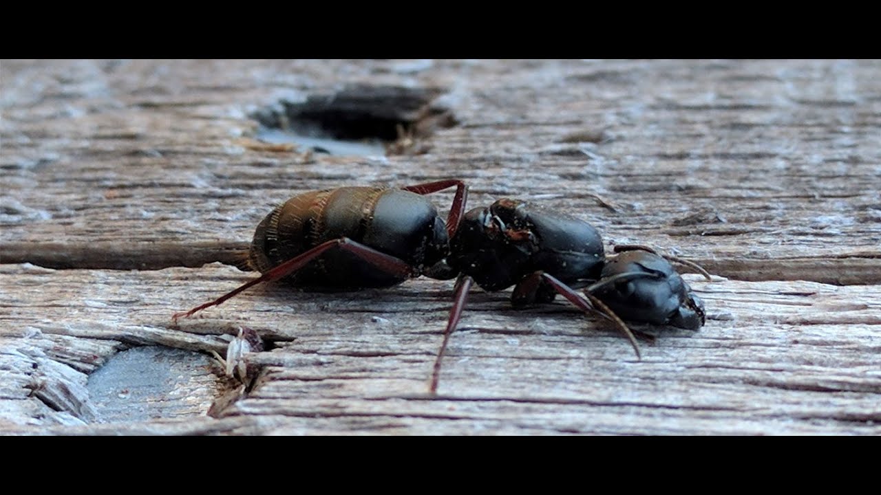 Ant-Watching Live: A Close-Up Look at the World of Ant Colonies! - YouTube