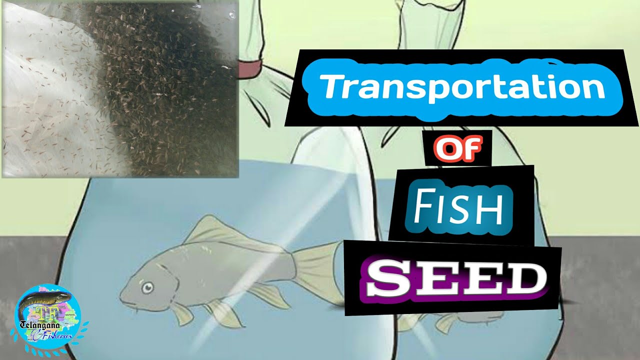 Transportation of fish seed - YouTube