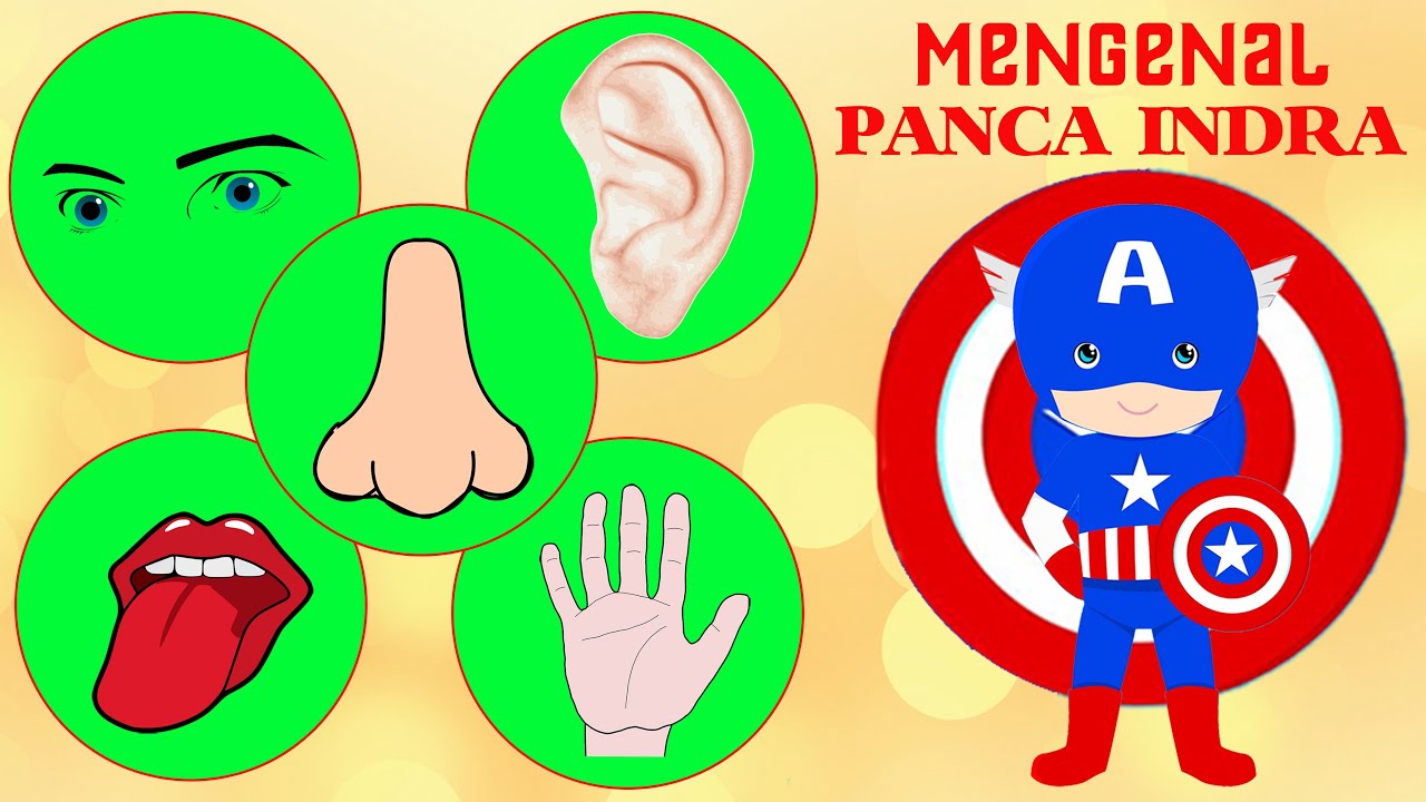 Belajar panca indra | panca indera dan fungsinya | panca indra - YouTube