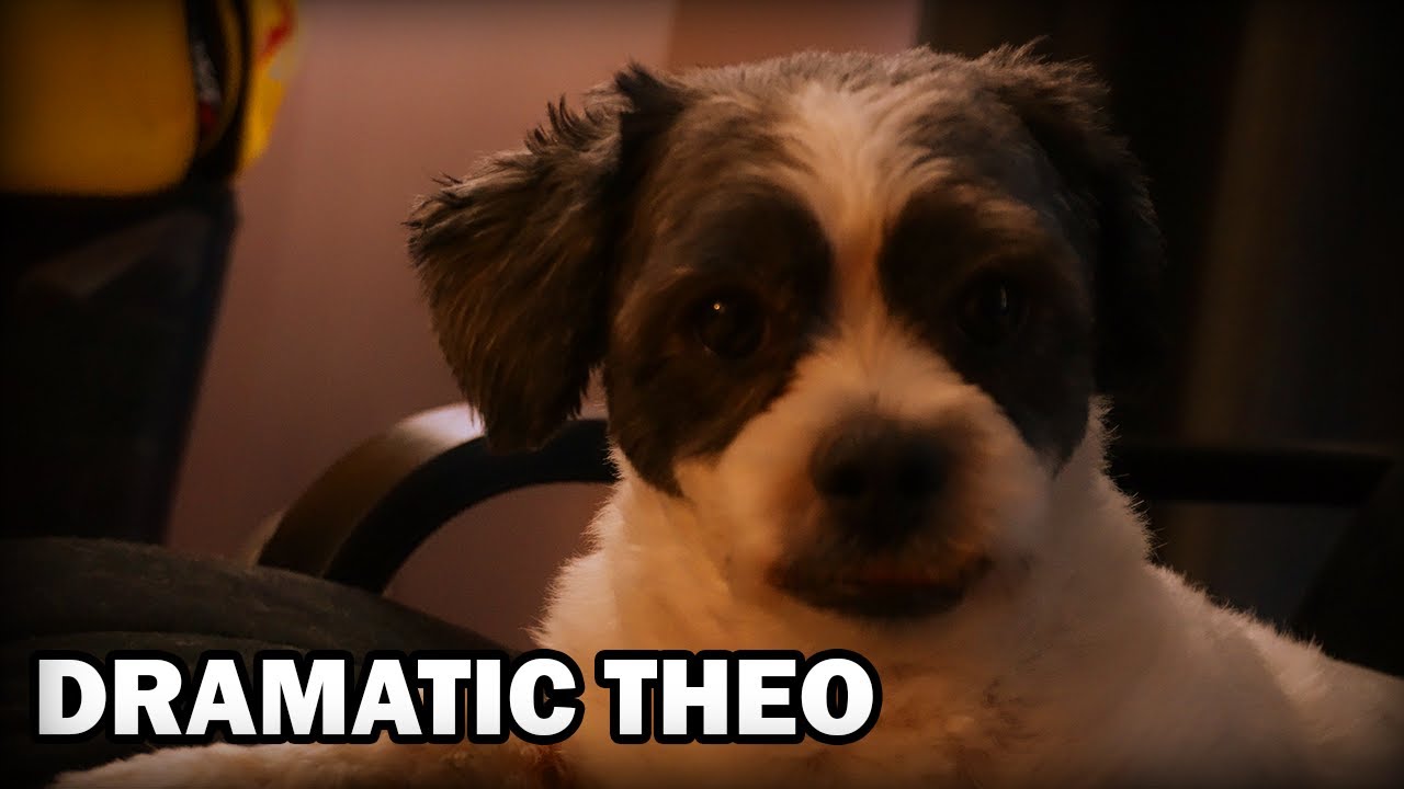 Theo being dramatic because his favorite person isn't home - YouTube