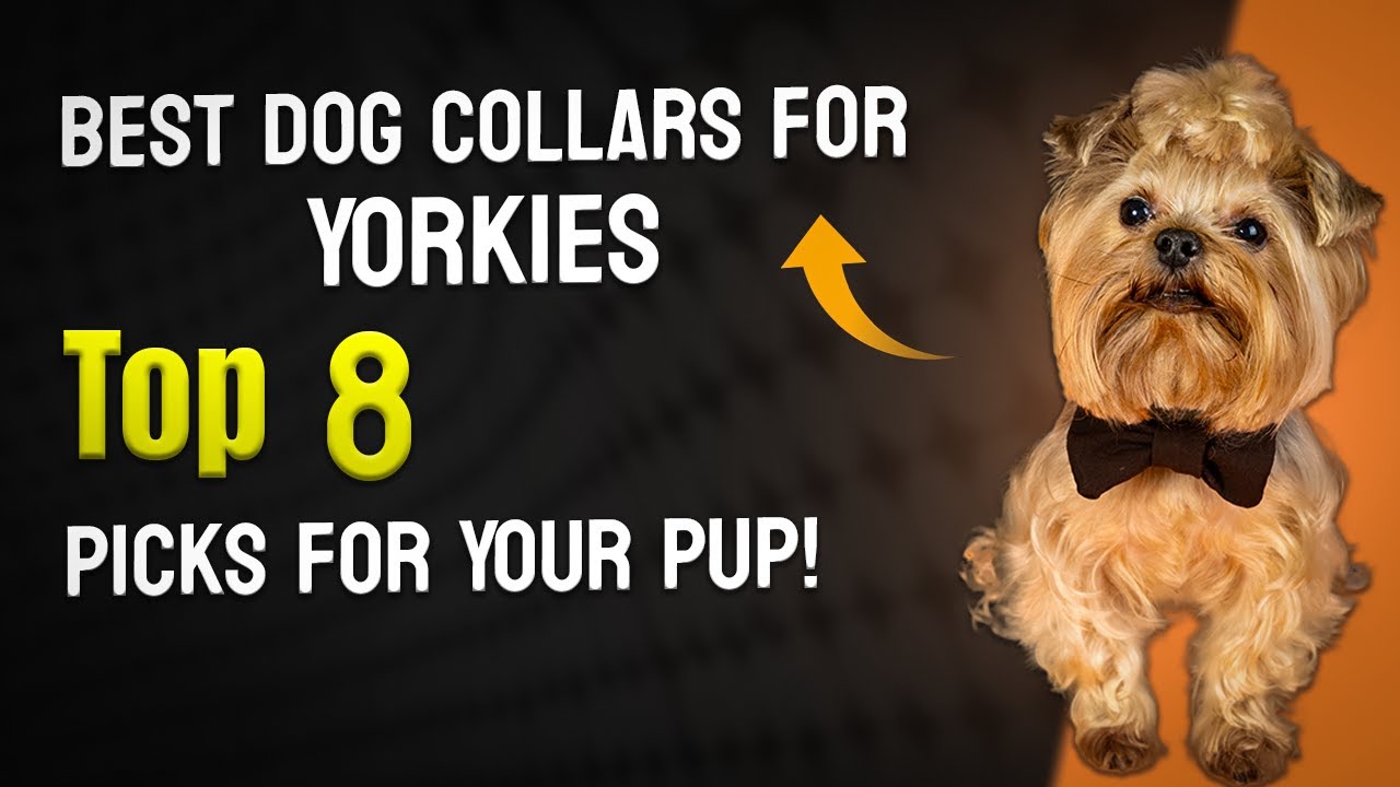 Best Dog Collars for Yorkies: Top 8 Picks for Your Pup! 🐾🏷️ - YouTube