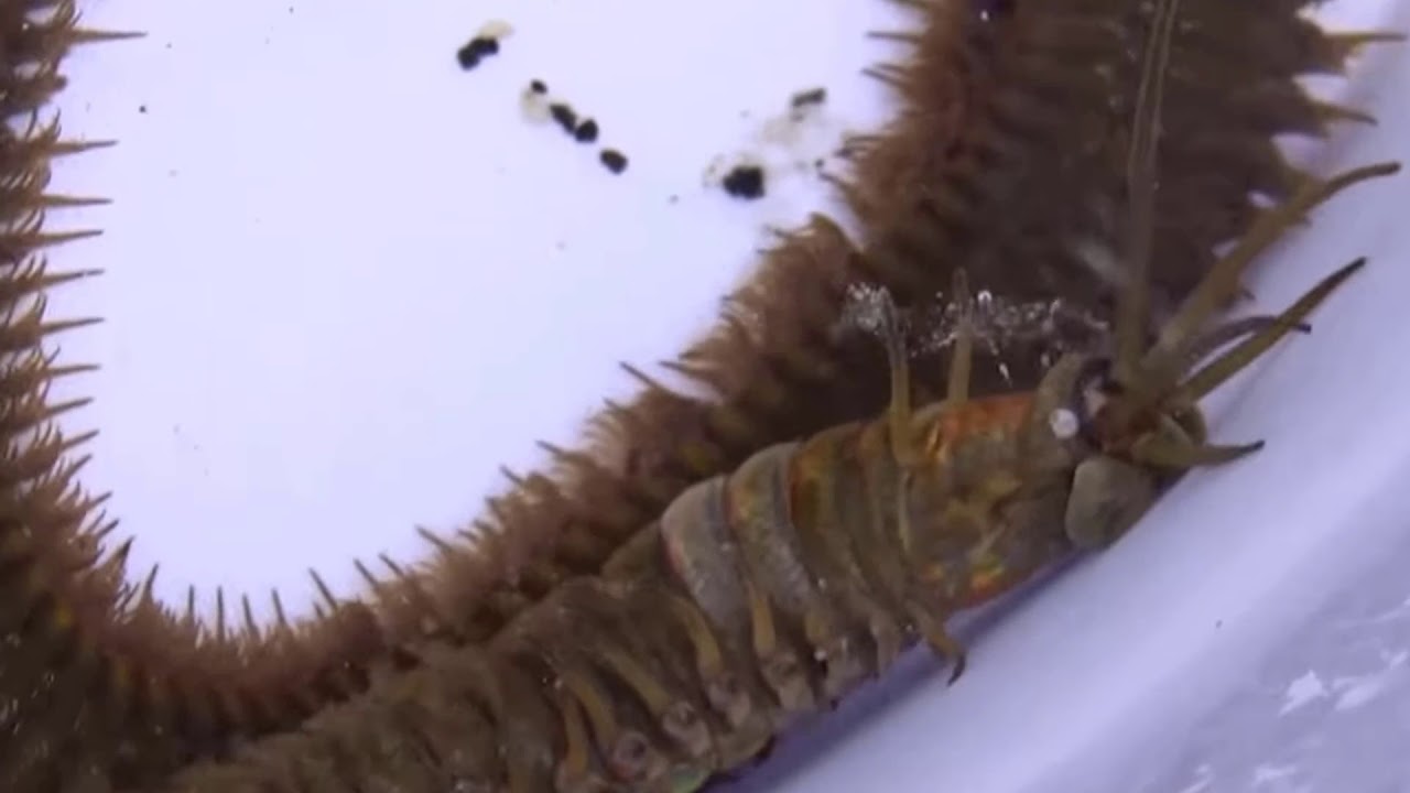 Bobbit Worm Returns - YouTube