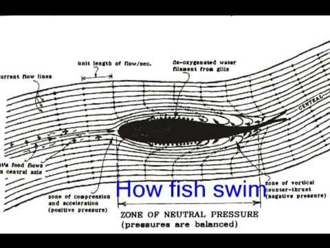 Water Is Alive - YouTube