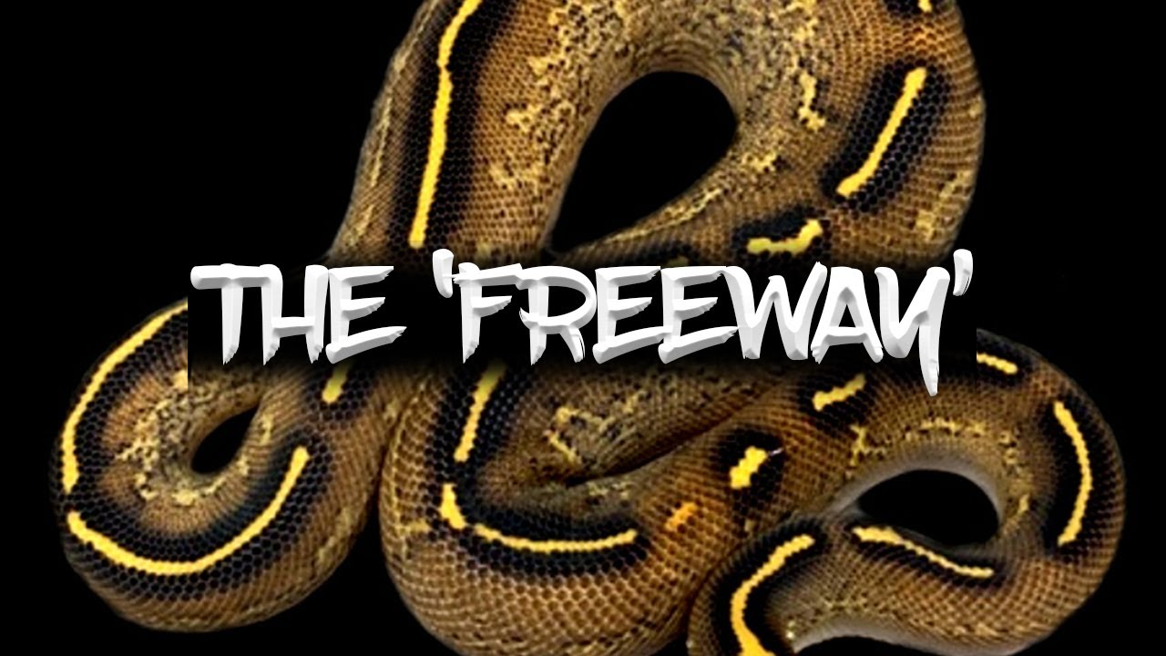The 'Freeway' Ball Python! - YouTube